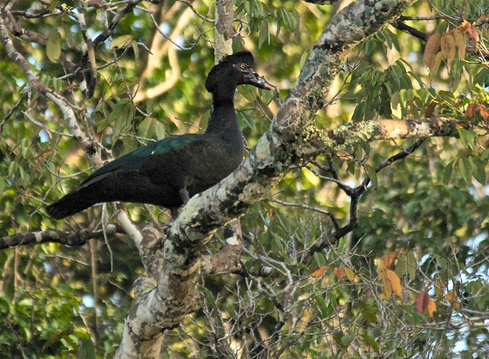 Colombia - Wildlife of the Llanos