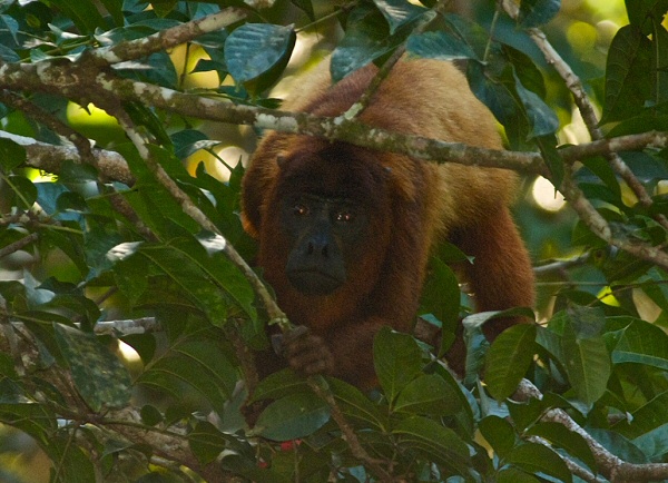 Guyana Wildlife & Birding Tour page 2