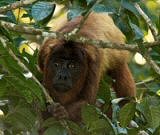 Guyana Wildlife & Birding Tour page 2